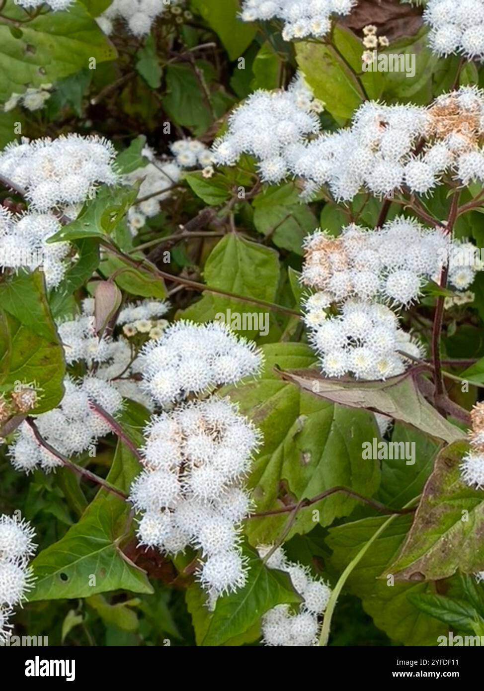 Crofton Weed (Ageratina adenophora Stock Photo - Alamy