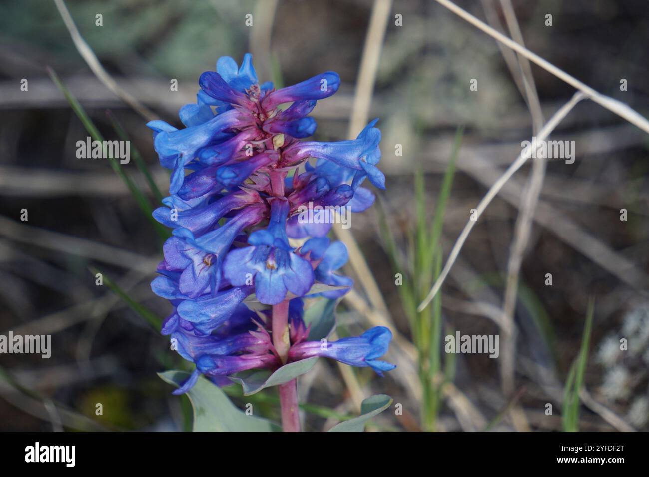 Wax-leaf Beardtongue (Penstemon nitidus Stock Photo - Alamy
