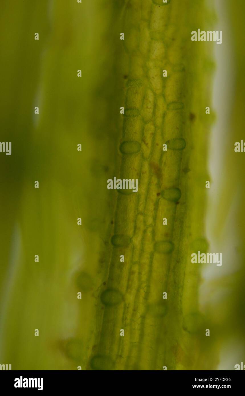 delicate stonewort (Chara virgata Stock Photo - Alamy