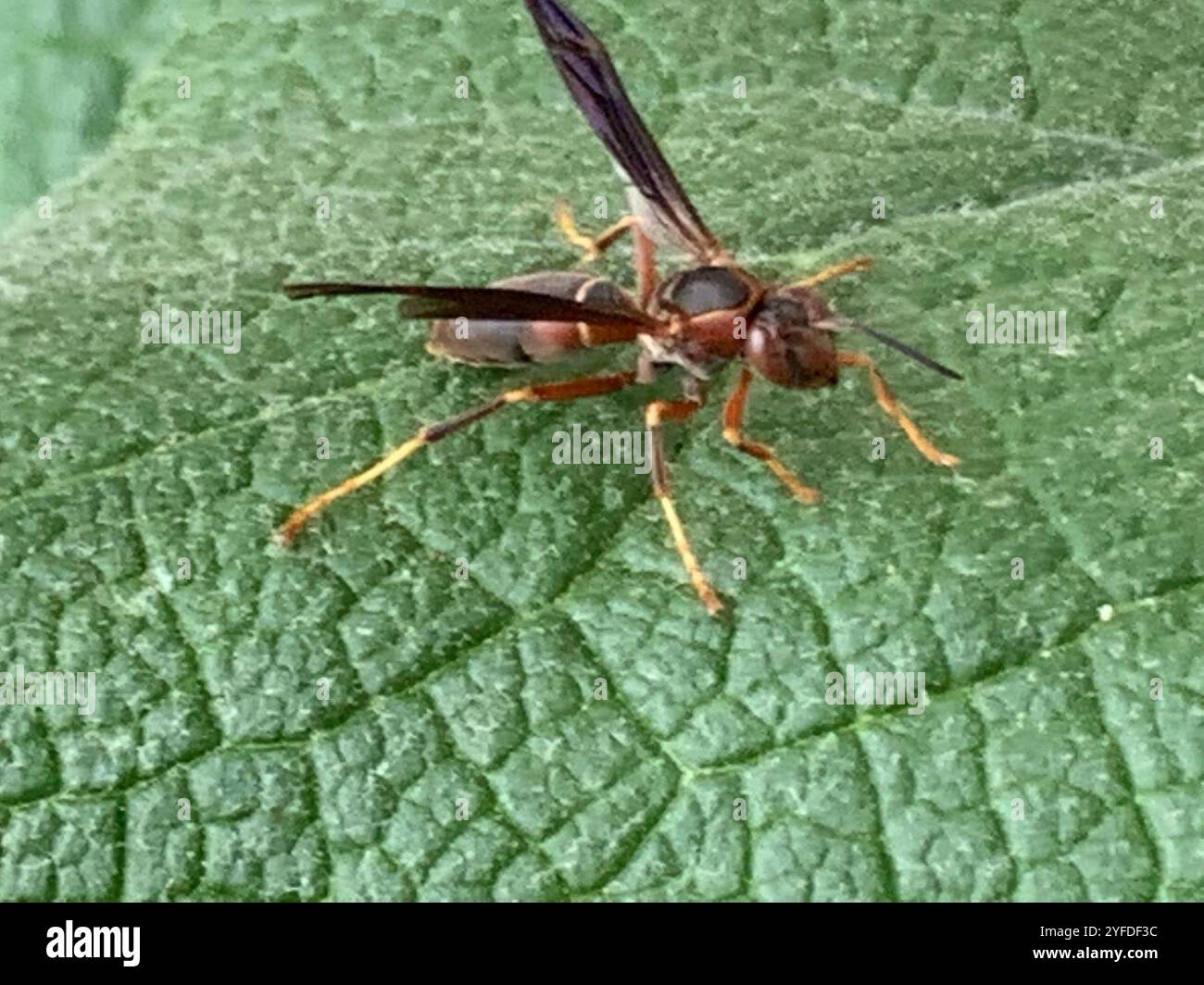 fuscatus-group Paper Wasps (Fuscopolistes Stock Photo - Alamy