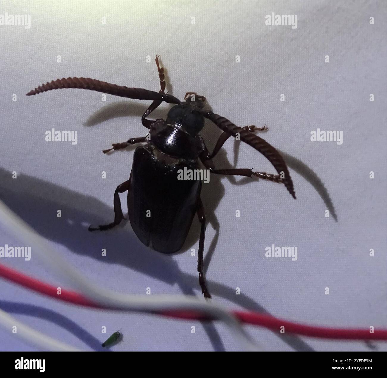 Tile-horned Prionus (Prionus imbricornis Stock Photo - Alamy