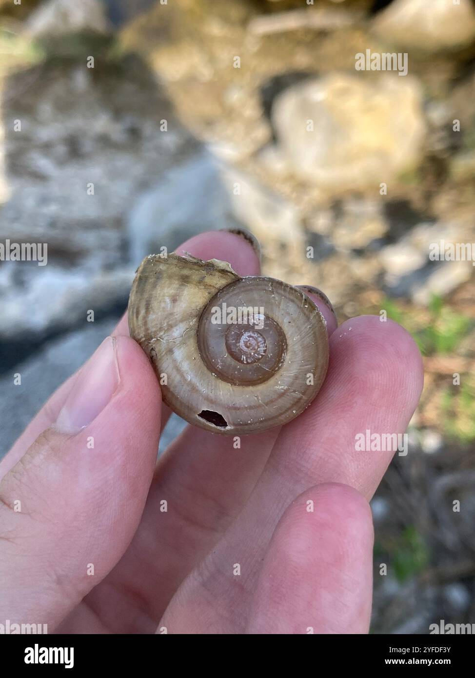 Common Apple Snails (Pomacea Stock Photo - Alamy