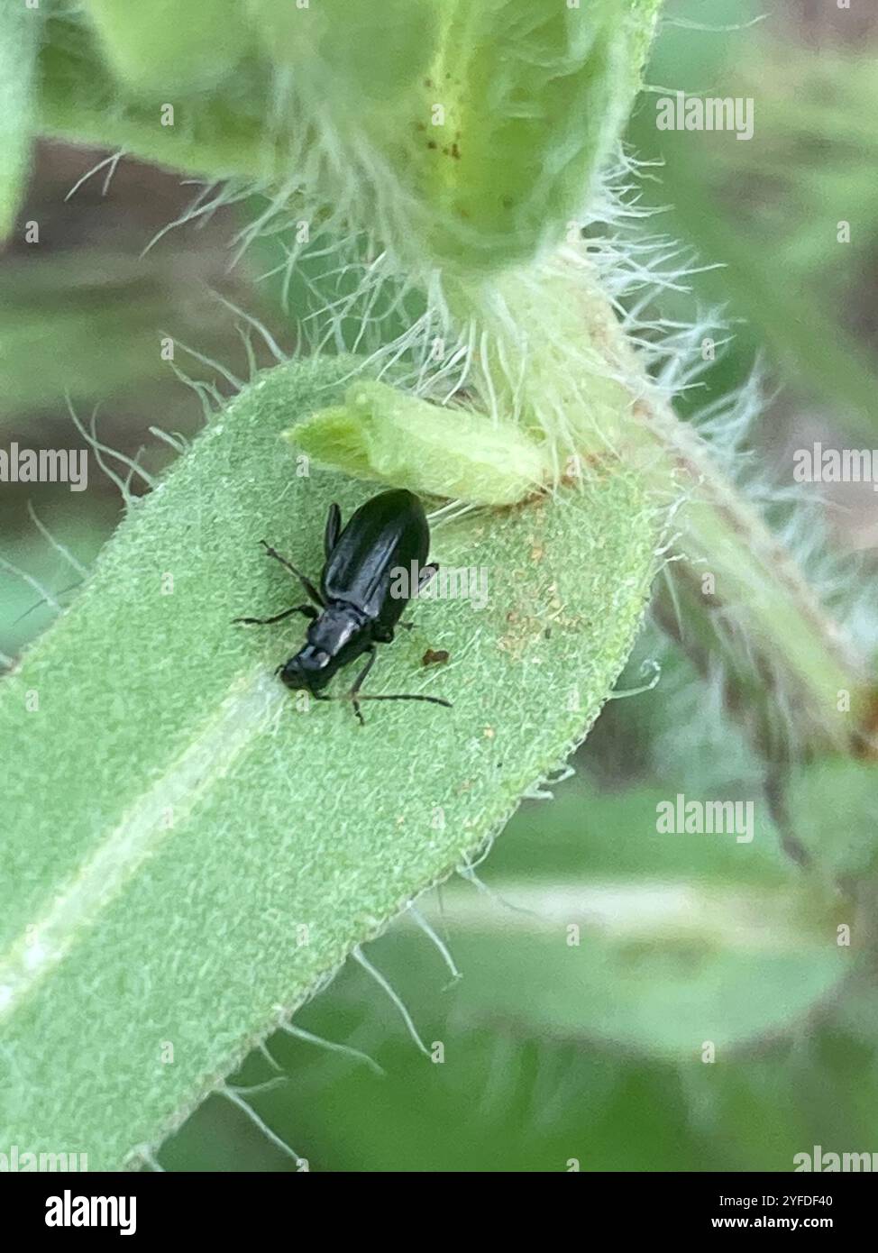 Flea Beetles (Alticini Stock Photo - Alamy