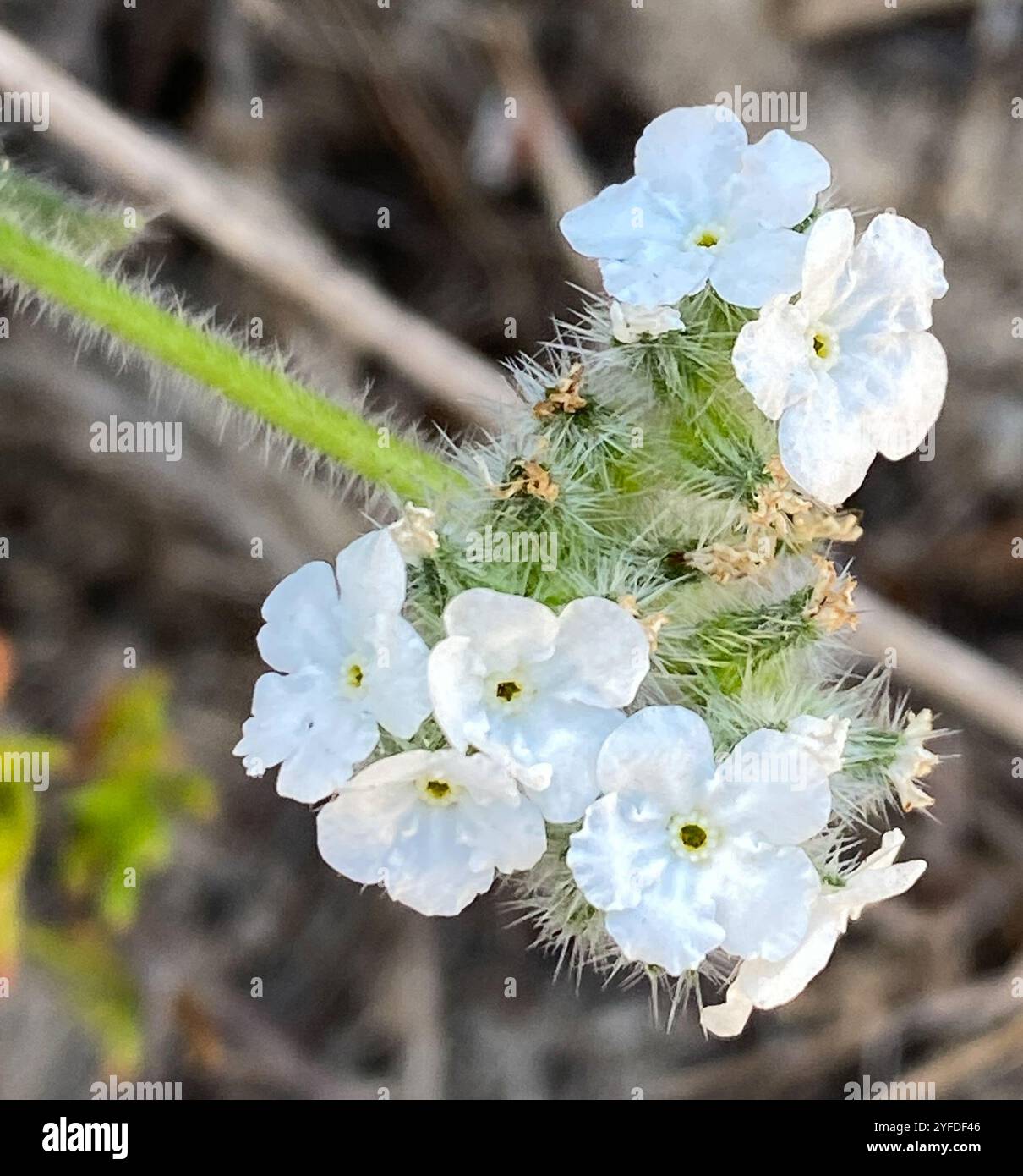 Clearwater cryptantha (Cryptantha intermedia Stock Photo - Alamy