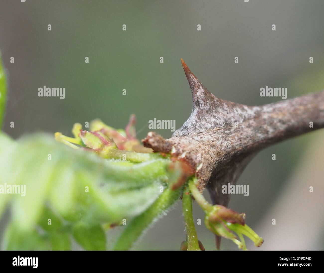 common prickly ash (Zanthoxylum americanum Stock Photo - Alamy