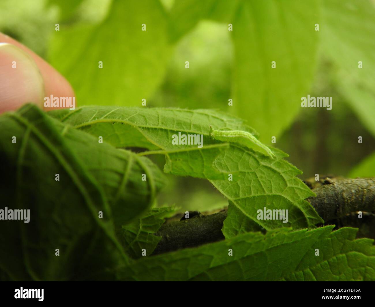 Hackberry Emperor (Asterocampa celtis Stock Photo - Alamy