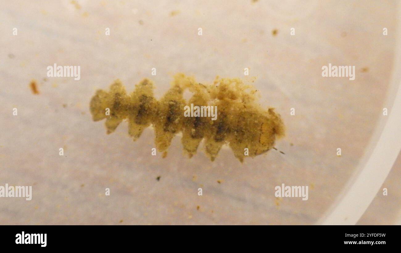 Net-winged Midges (Blephariceridae Stock Photo - Alamy