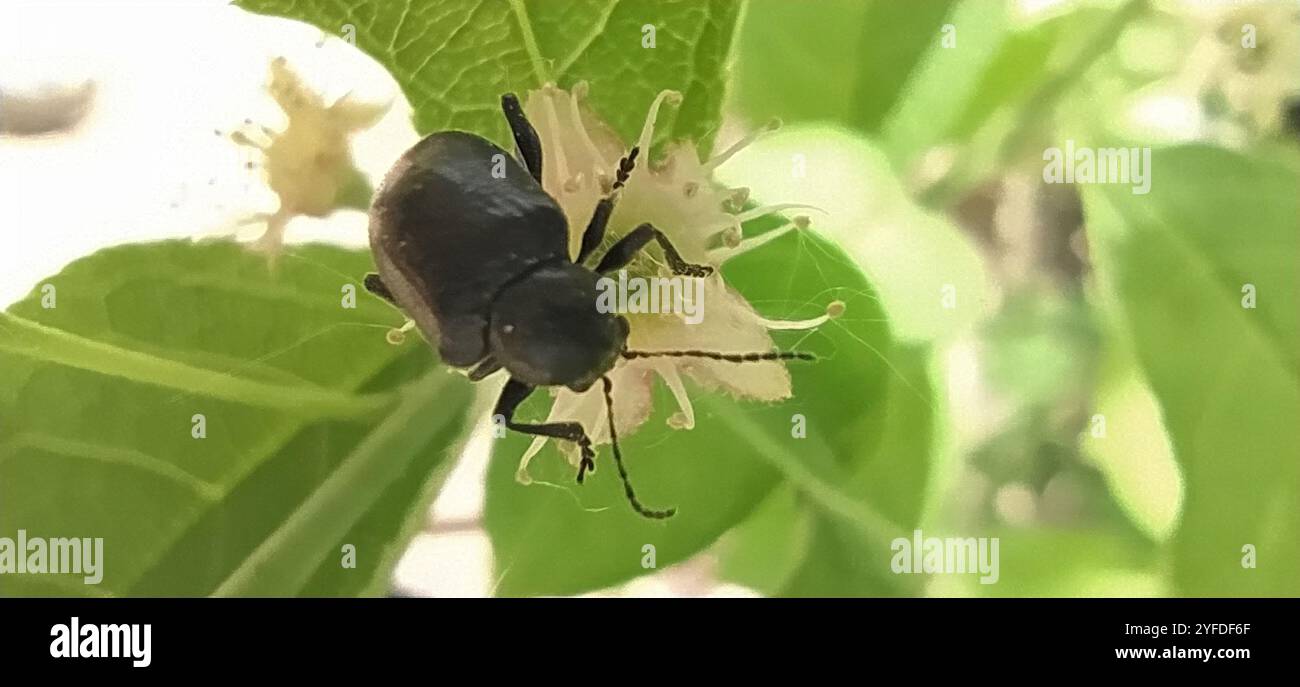 Western Grape Rootworm (Bromius obscurus Stock Photo - Alamy