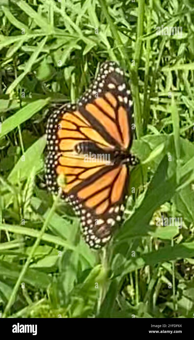 Monarch (Danaus plexippus Stock Photo - Alamy