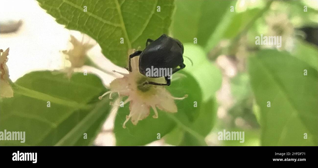 Western Grape Rootworm (Bromius obscurus Stock Photo - Alamy