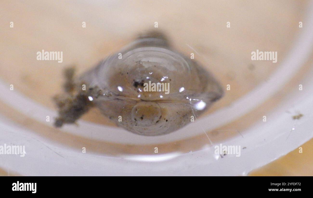 Swamp Fingernailclam (Musculium partumeium Stock Photo - Alamy