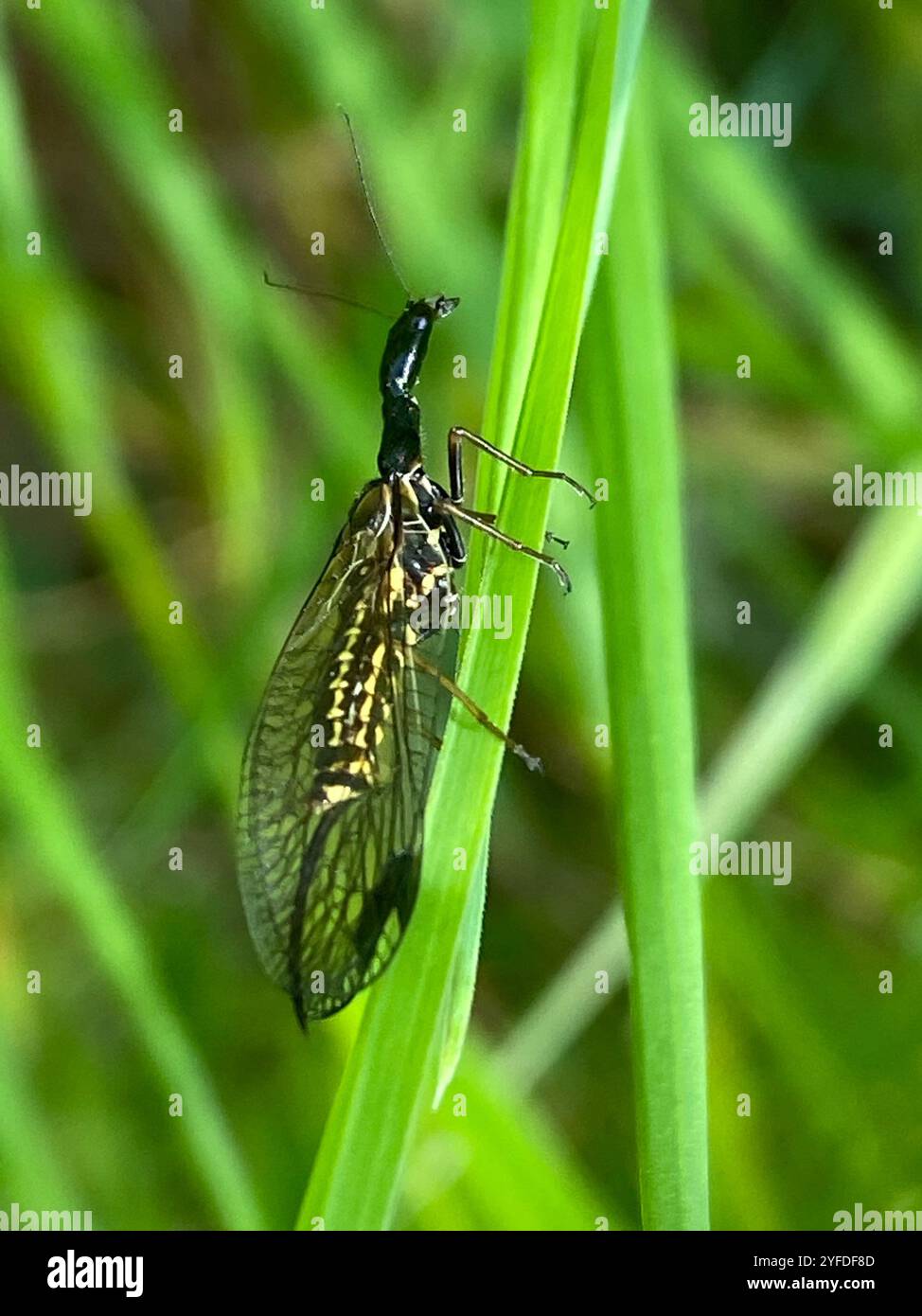 oak snakefly (Phaeostigma notata Stock Photo - Alamy