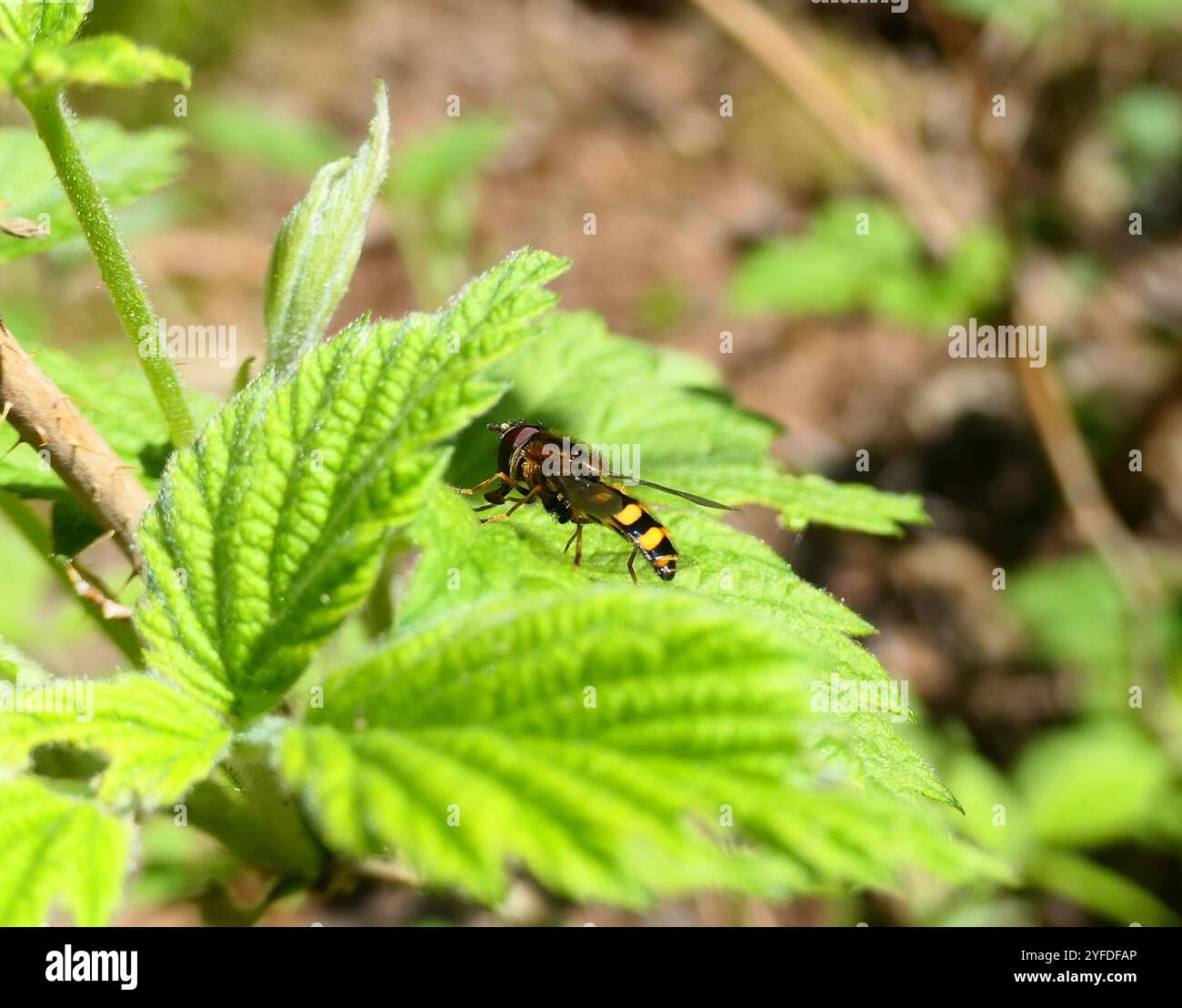 Hover Flies (Syrphidae Stock Photo - Alamy