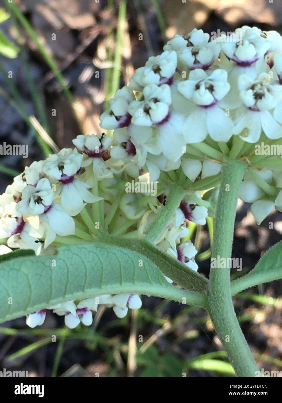 redring milkweed (Asclepias variegata Stock Photo - Alamy