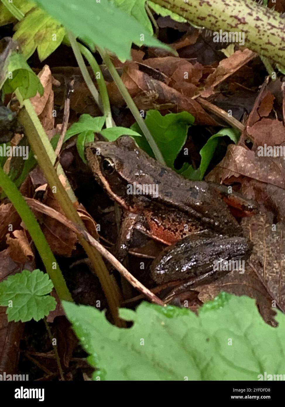 Northern red legged frog hi-res stock photography and images - Alamy