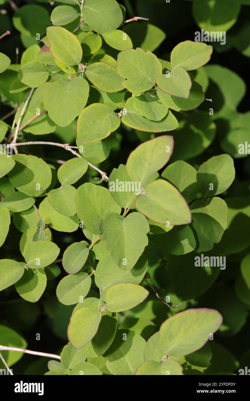 Common Snowberry (Symphoricarpos albus Stock Photo - Alamy