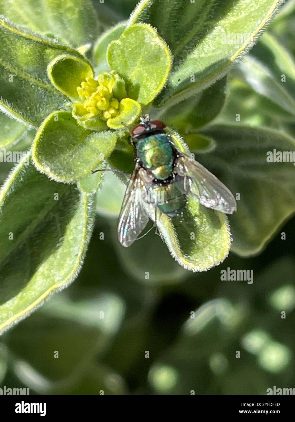 Common European Greenbottle Fly (Lucilia sericata Stock Photo - Alamy