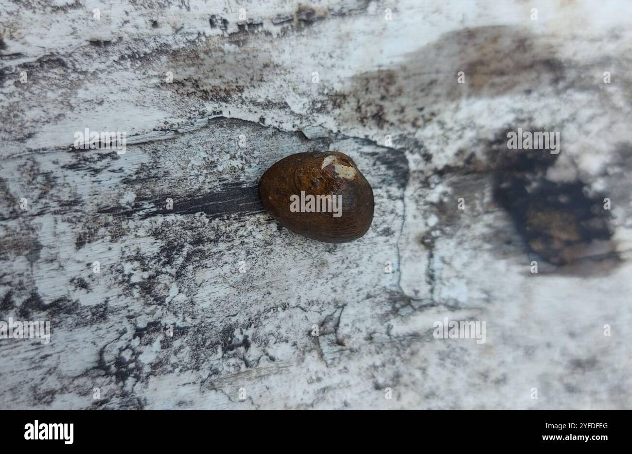 Sphaeriidae hi-res stock photography and images - Alamy