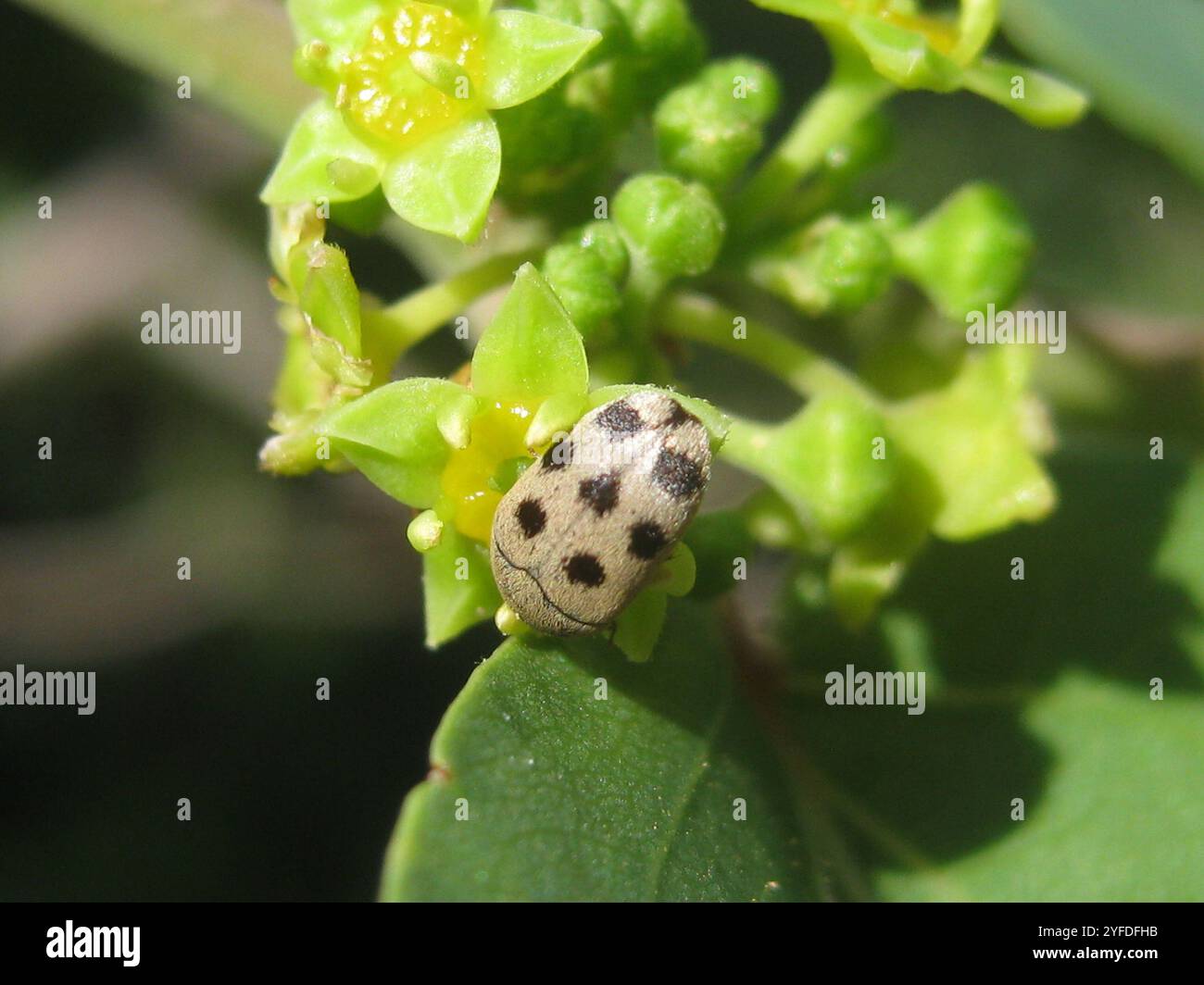 buffalo-thorn (Ziziphus mucronata Stock Photo - Alamy