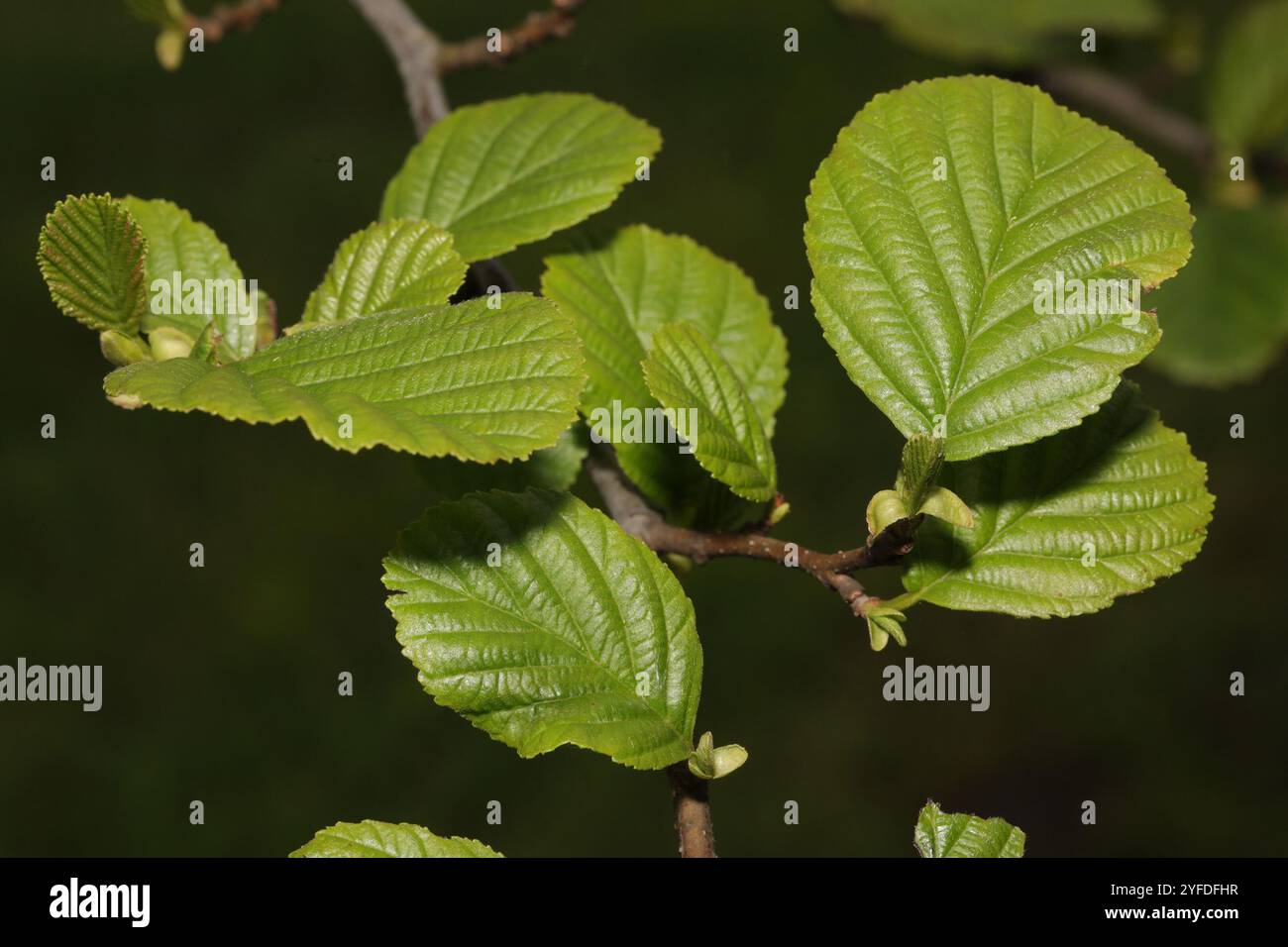 common alder (Alnus glutinosa Stock Photo - Alamy