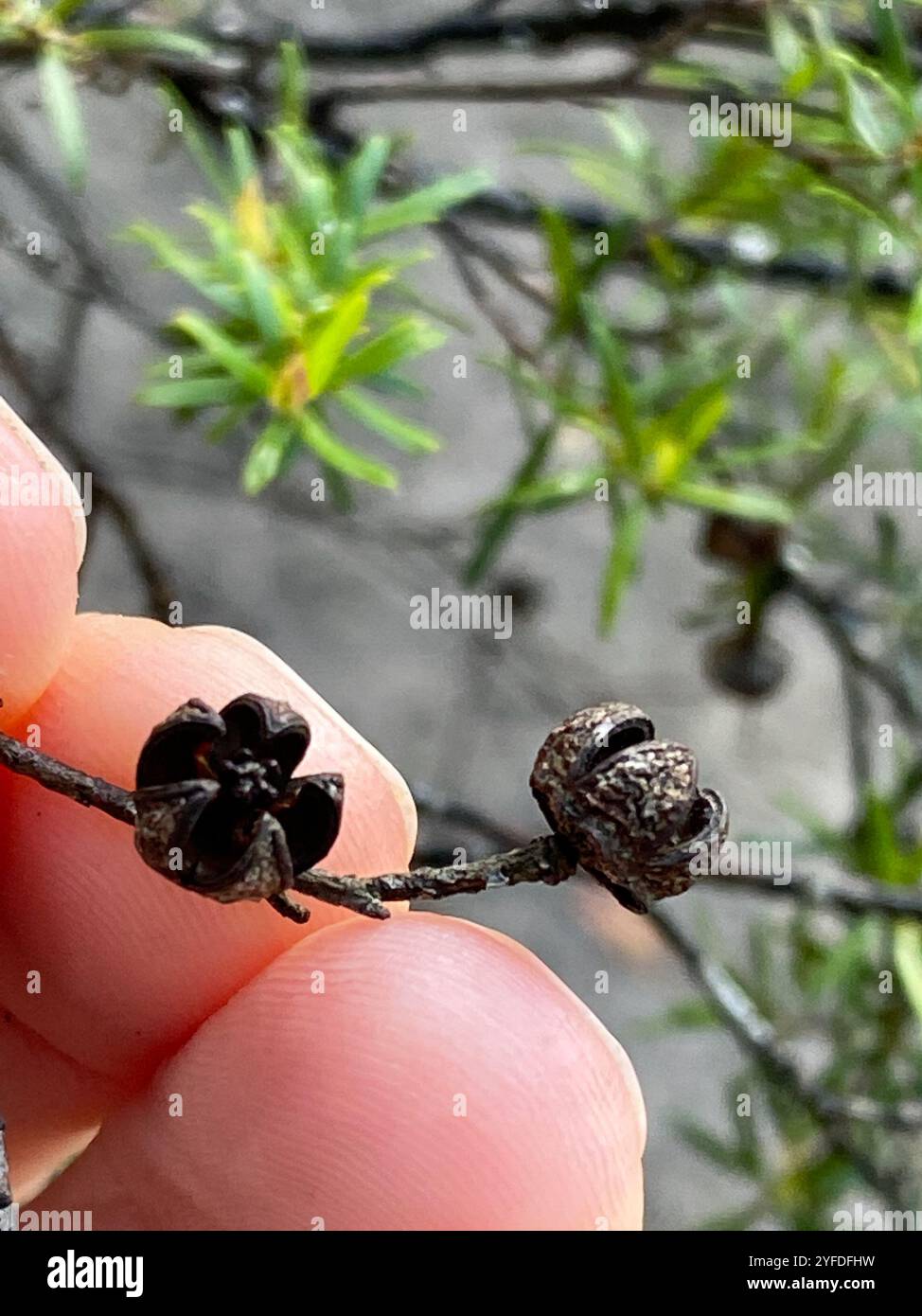 Polygalifolium hi-res stock photography and images - Alamy