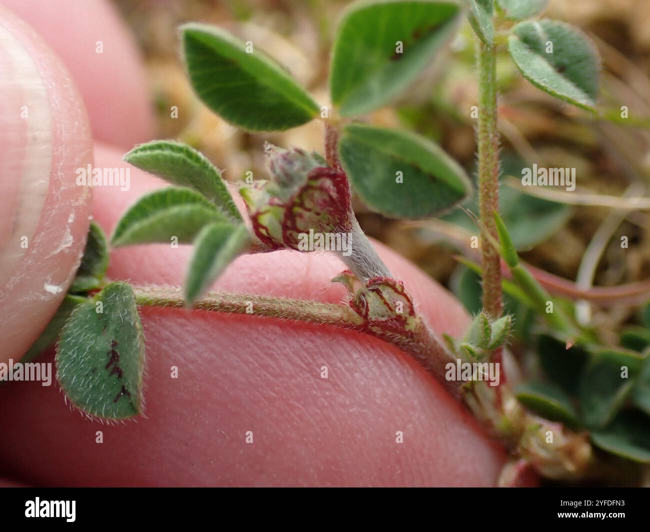 Rough Clover (Trifolium scabrum Stock Photo - Alamy