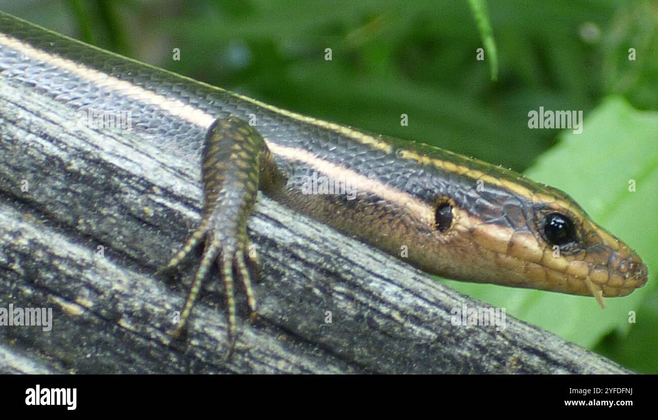 Toothy Skinks (Plestiodon Stock Photo - Alamy