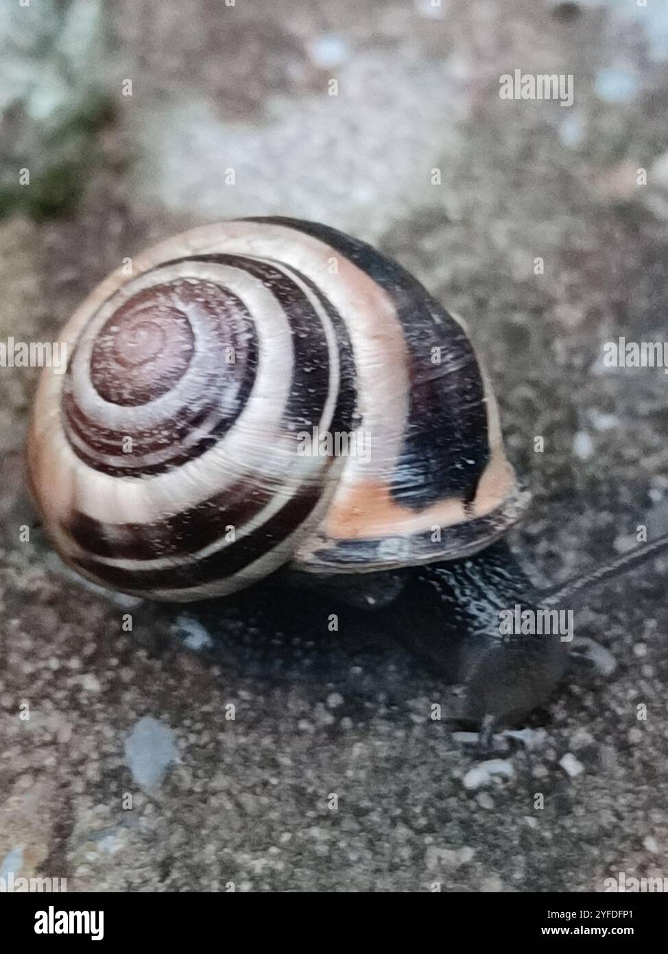 Brown-lipped Snail (Cepaea nemoralis Stock Photo - Alamy