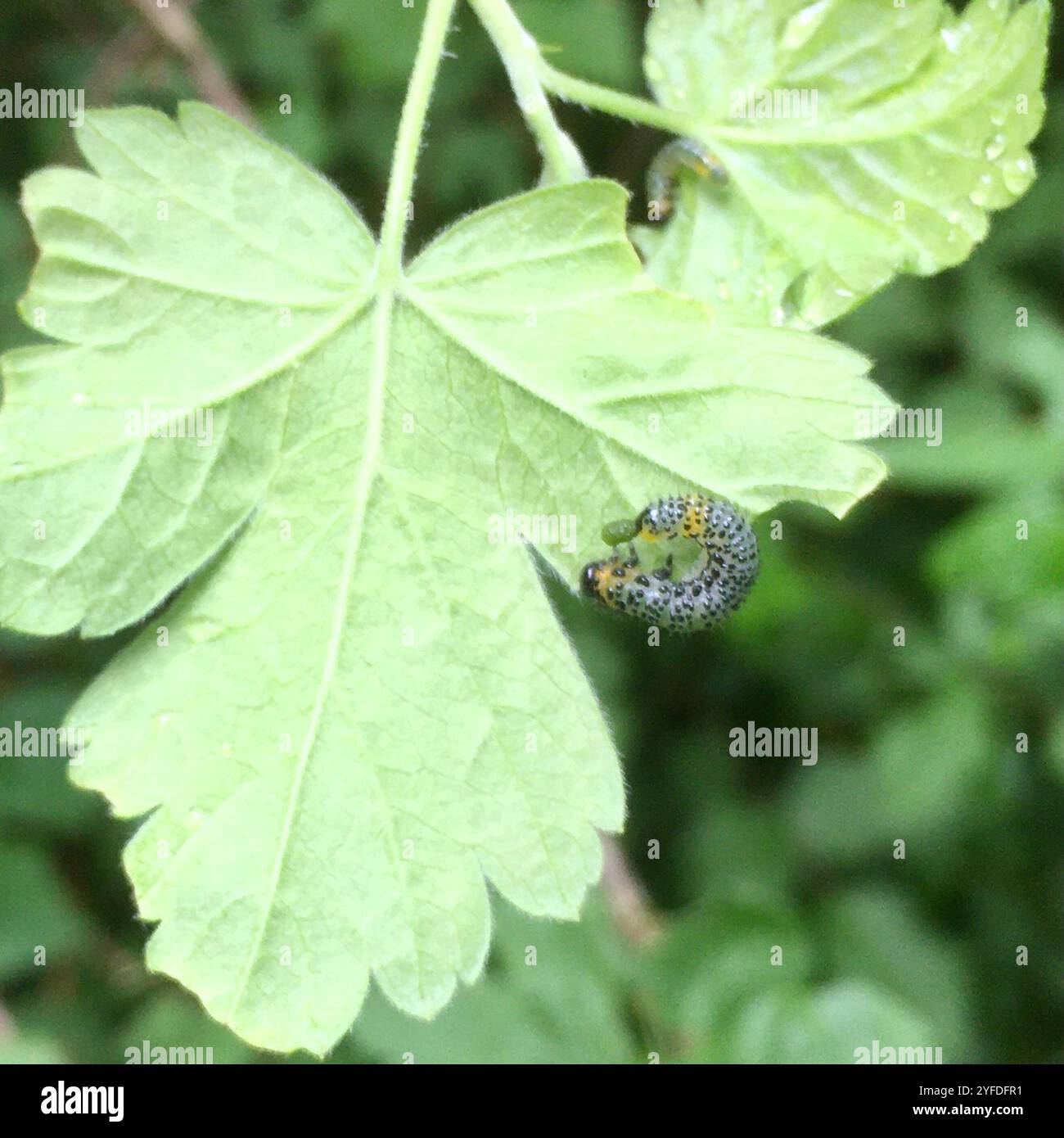 Imported currantworm hi-res stock photography and images - Alamy