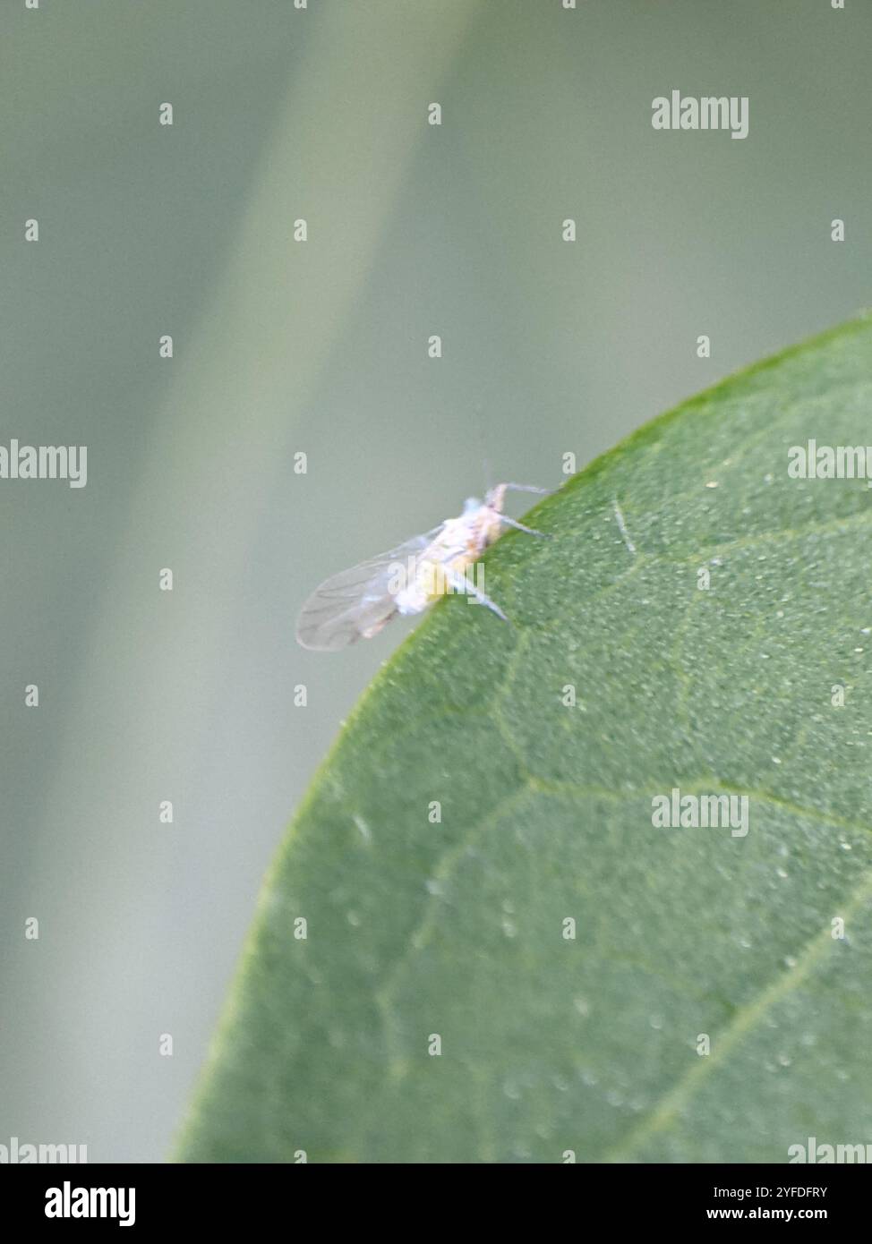 Phyllaphis fagi hi-res stock photography and images - Alamy