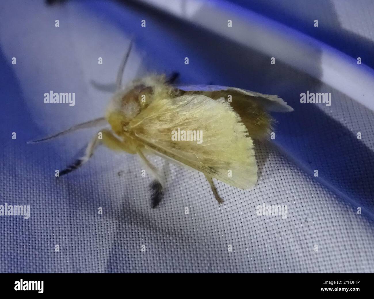 Southern Flannel Moth (Megalopyge opercularis Stock Photo - Alamy