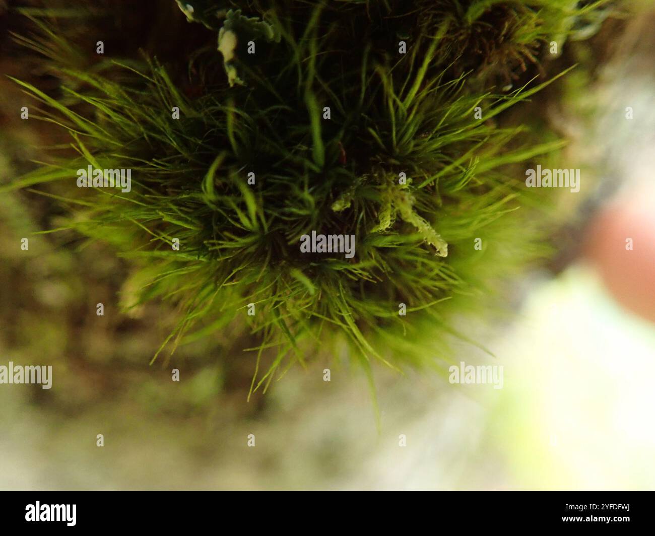 Fragile Fork-moss (Dicranum tauricum Stock Photo - Alamy