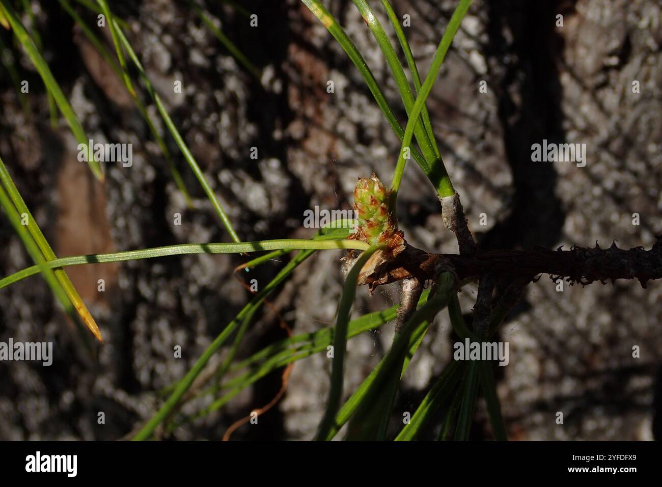 pond pine (Pinus serotina Stock Photo - Alamy