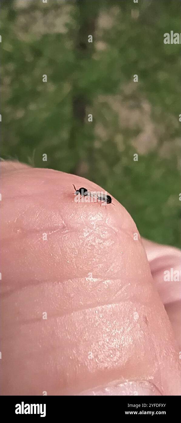 Biting Midges (Ceratopogonidae Stock Photo - Alamy