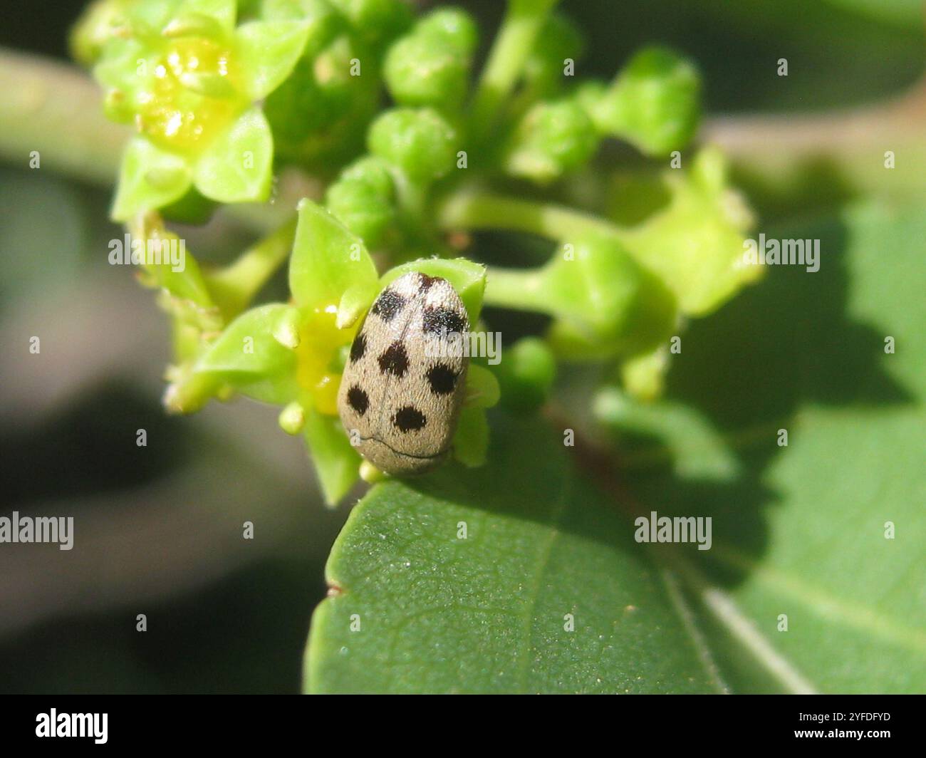 buffalo-thorn (Ziziphus mucronata Stock Photo - Alamy