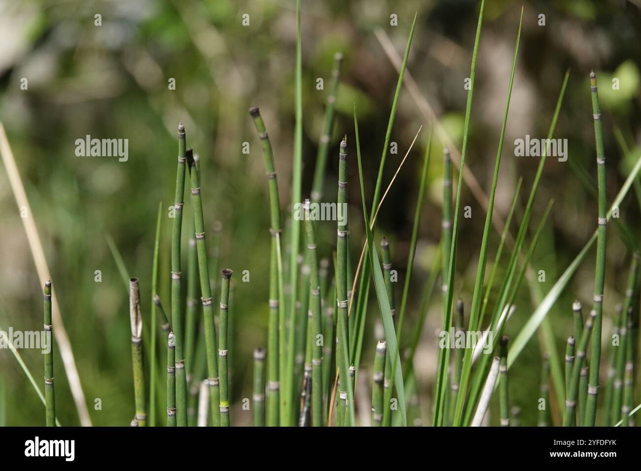 rough horsetail (Equisetum hyemale Stock Photo - Alamy