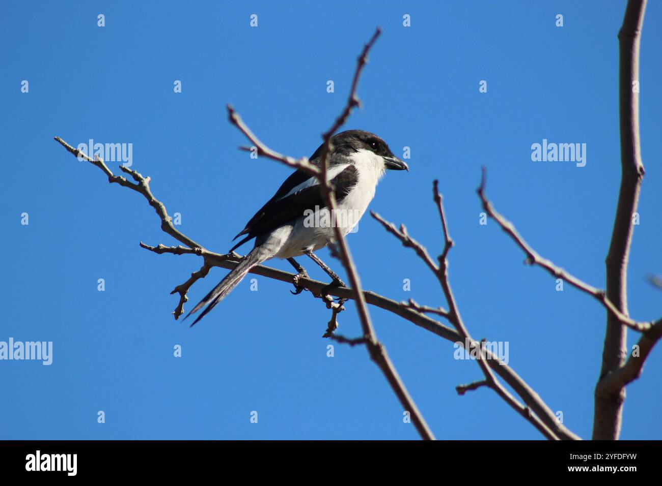 Cape Southern Fiscal (Lanius collaris collaris Stock Photo - Alamy