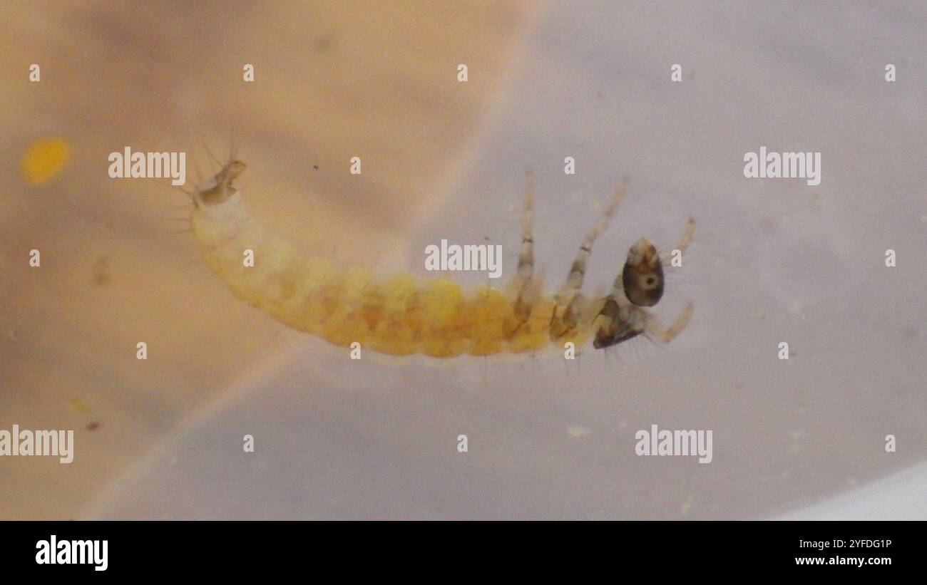 Little Black Caddisflies (Glossosomatidae Stock Photo - Alamy