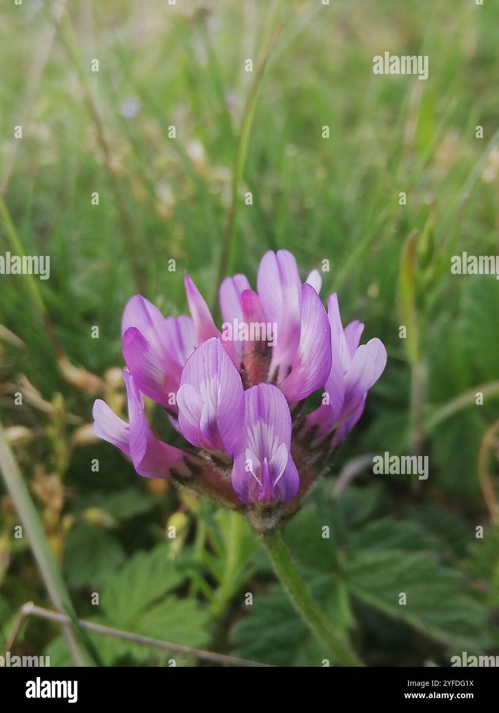 Purple Milk-vetch (Astragalus danicus Stock Photo - Alamy