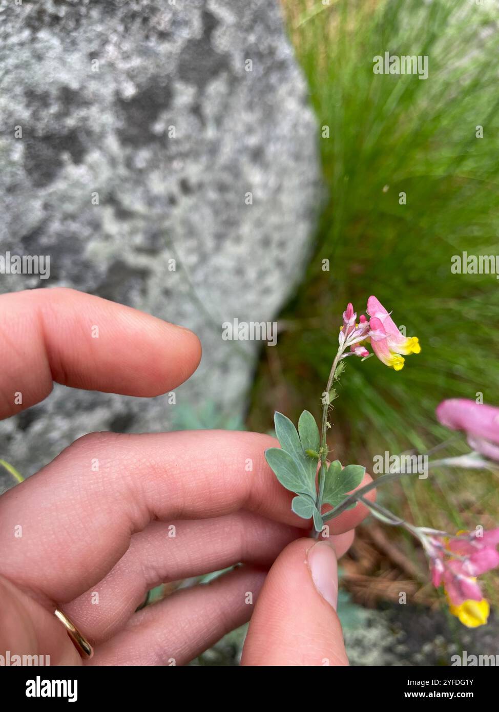 rock harlequin (Capnoides sempervirens Stock Photo - Alamy