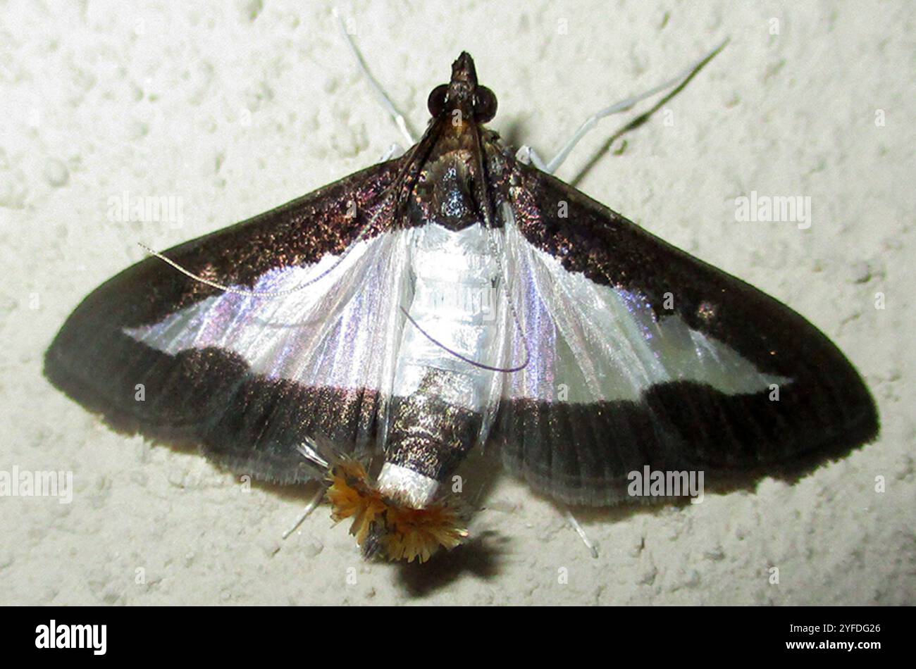 Cucumber Moth (Diaphania indica Stock Photo - Alamy