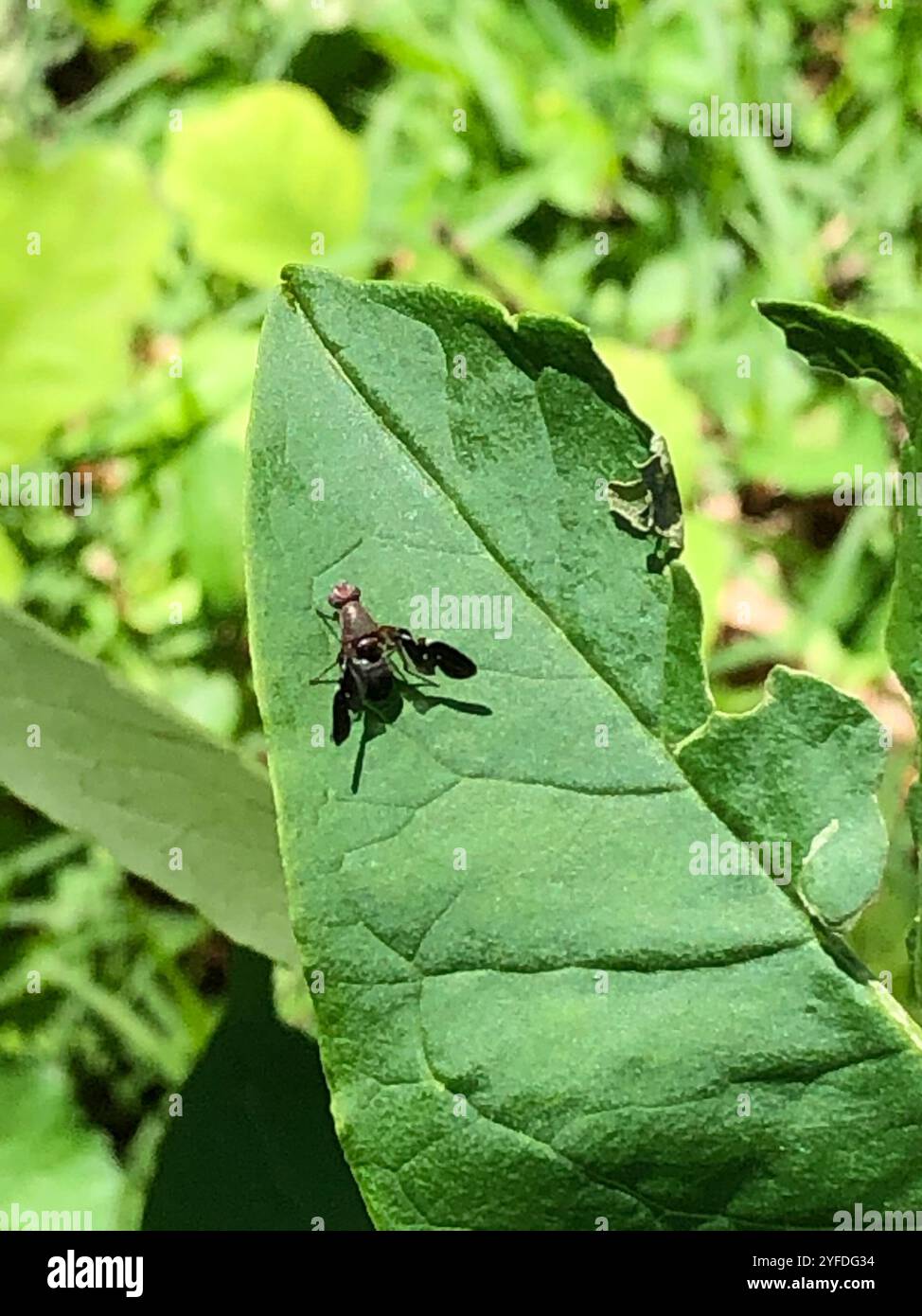 Common Picture-winged Fly (Delphinia picta Stock Photo - Alamy