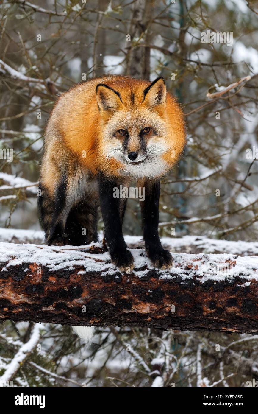 The red fox is the largest of the true foxes and one of the most widely ...