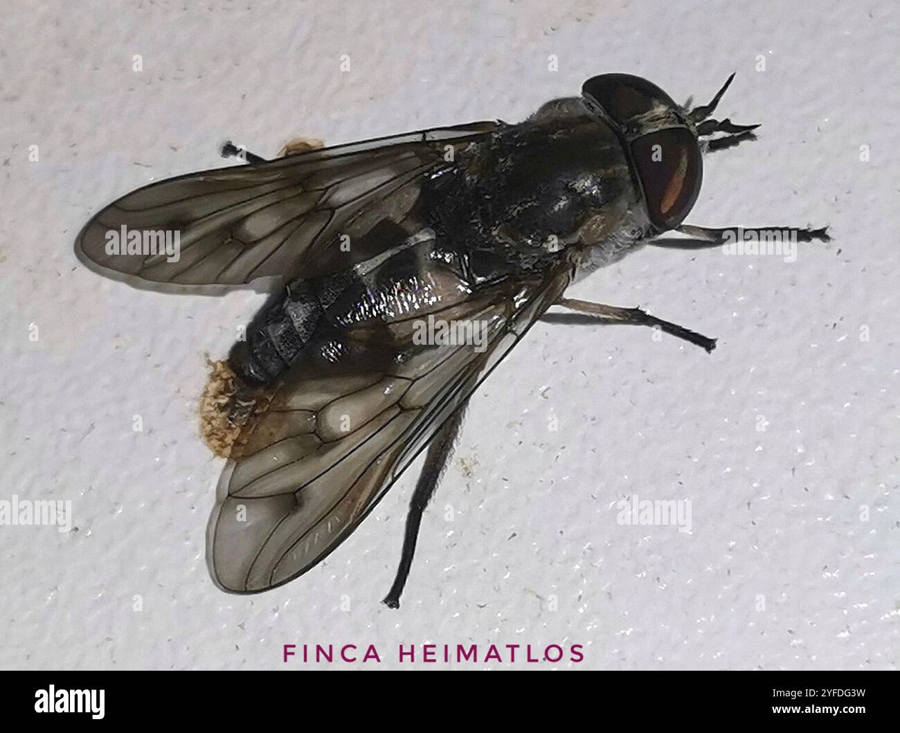 Horse and Deer Flies (Tabanidae Stock Photo - Alamy