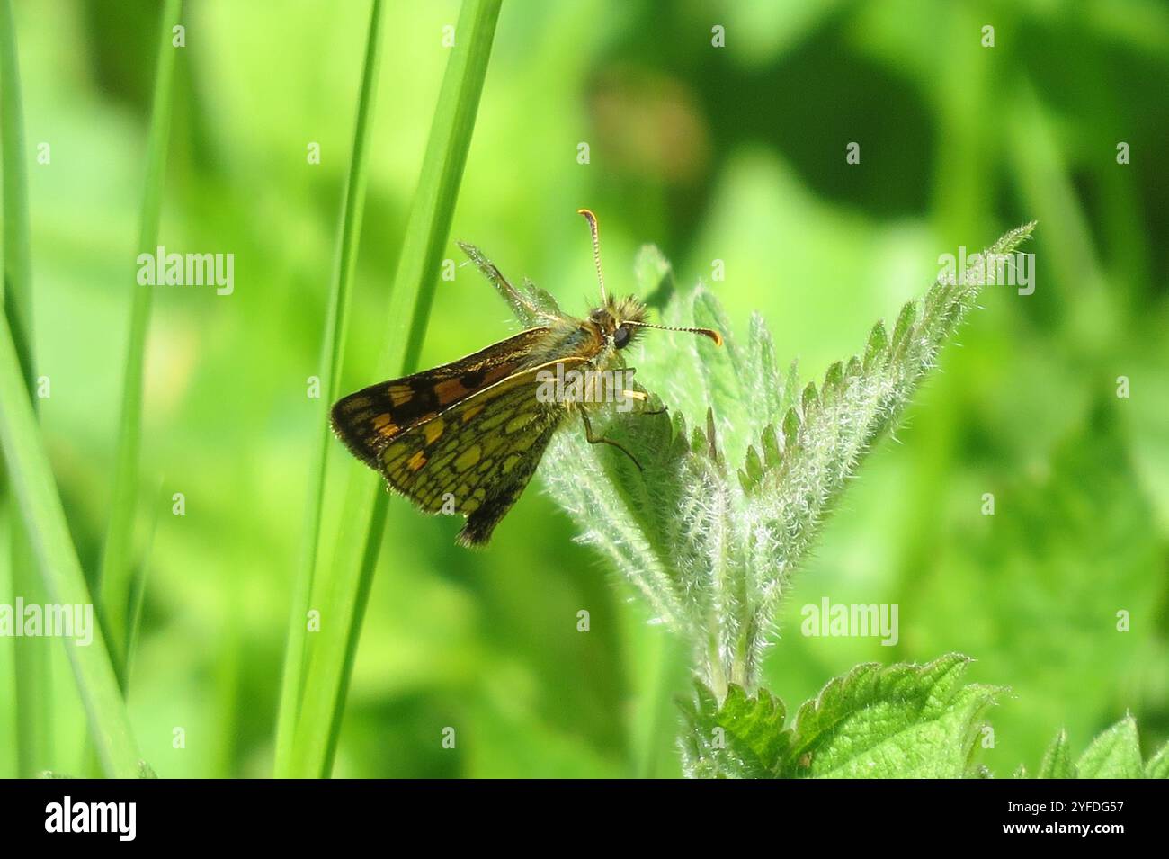 Chequered Skipper (Carterocephalus palaemon Stock Photo - Alamy