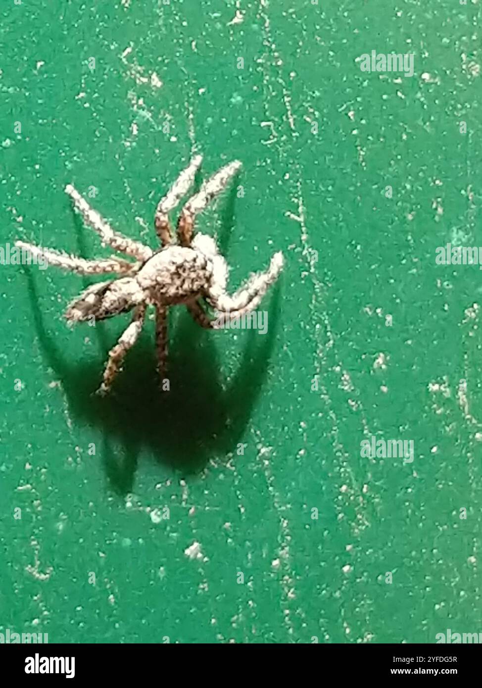 Tan Jumping Spider (Platycryptus undatus Stock Photo - Alamy