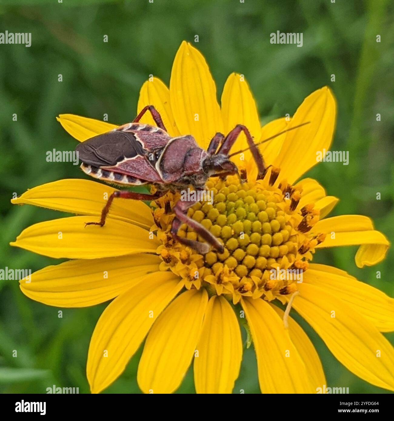 Plains Bee Assassin (Apiomerus spissipes Stock Photo - Alamy