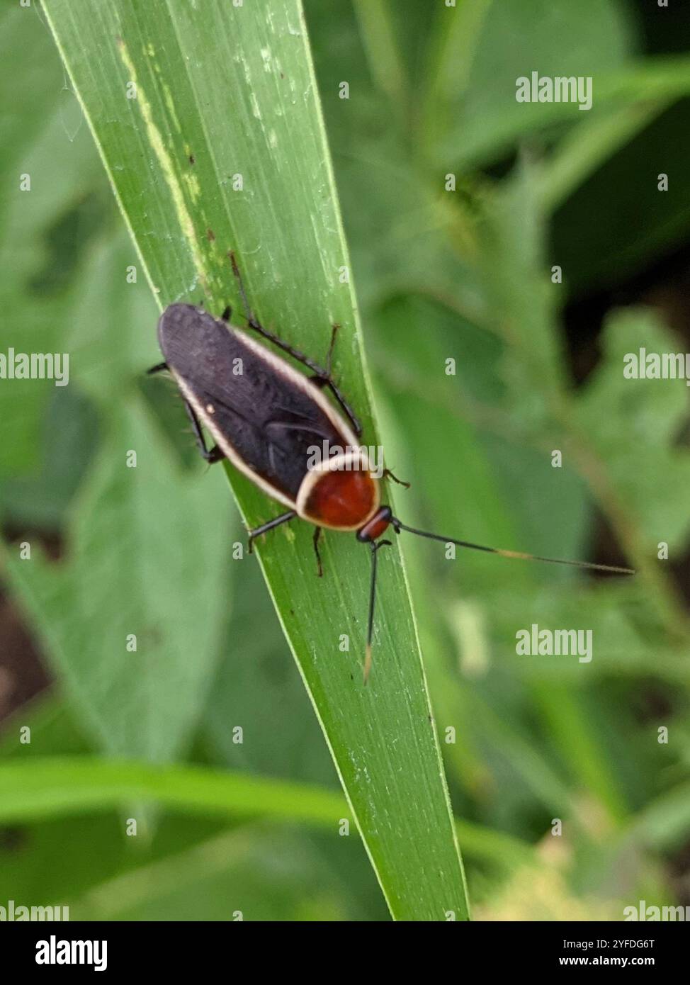 Pale-bordered Field Cockroach (Pseudomops septentrionalis Stock Photo ...