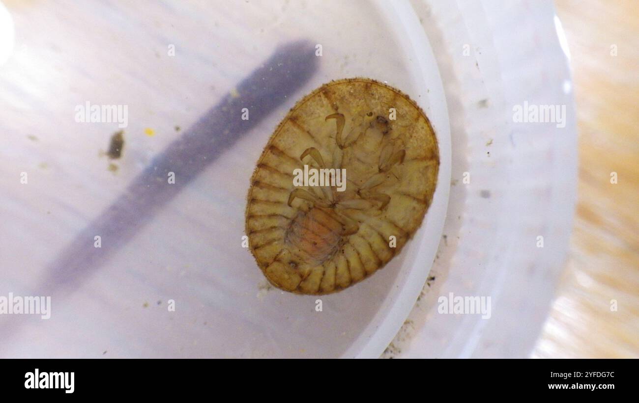 Herrick's Water Penny Beetle (Psephenus herricki Stock Photo - Alamy