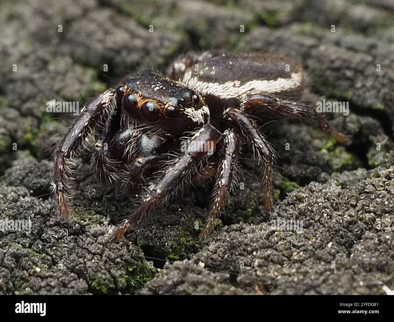 Bronze Jumping Spider (Eris militaris Stock Photo - Alamy